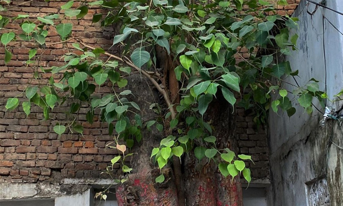 Raavi Tree : ఇంట్లో రావి చెట్టు పెరిగితే చెడు సంకేతమేనా? - BigTvLive