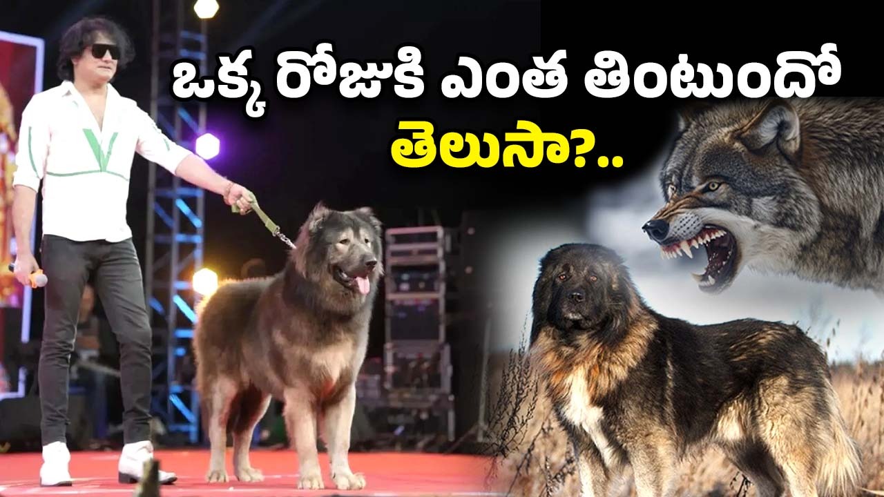 Wolf Dog Expensive| 8 నెలల కుక్క.. బరువు 75 కిలోలు.. ధర రూ.50 కోట్లు