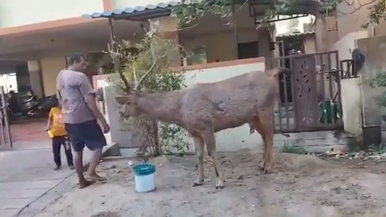 HCU issue : జనావాసాల్లో జింక.. ఆ వీడియోలో నిజమెంత?