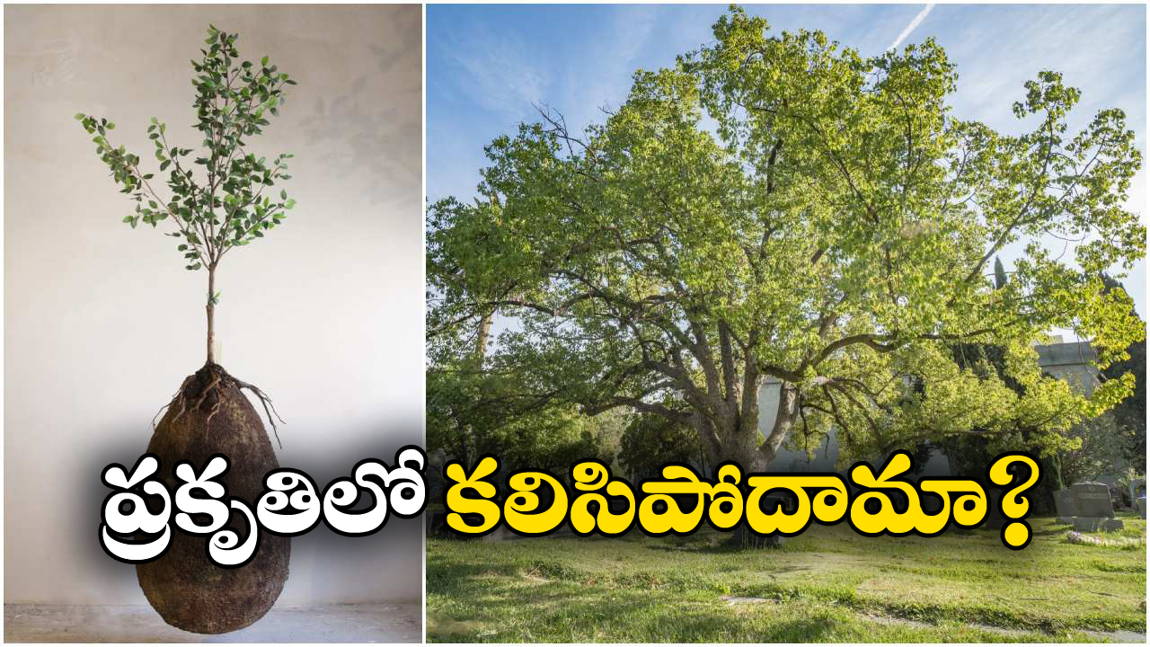 Tree Pod Burial: మరణం తర్వాత మీరు చెట్టుగా మారిపోవచ్చు.. జస్ట్ ఇలా ...