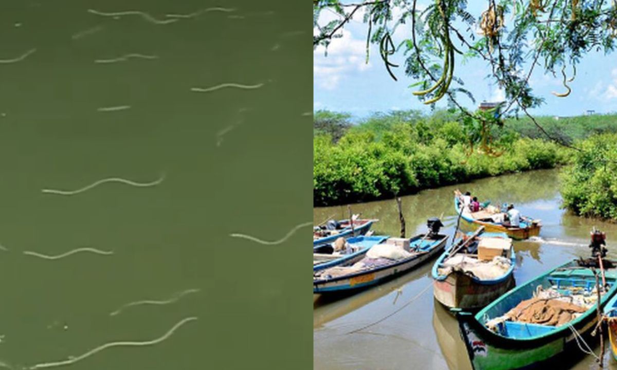 Nagayalanka: ఒకటి కాదు రెండు కాదు.. వందల సంఖ్యలో పాములు