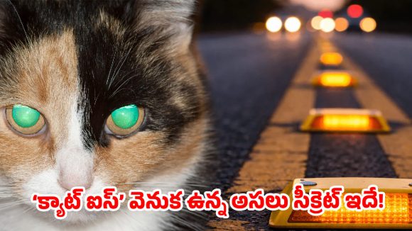 Road Reflectors:ఆ ఒక్క పిల్లి లేకపోతే మన రోడ్లపై ఈ లైట్లు ఉండేవి..